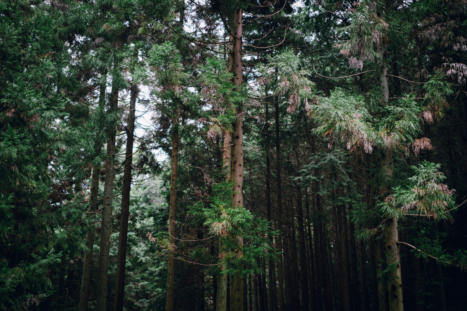 KIINNOX プロジェクト | 株式会社SECAI